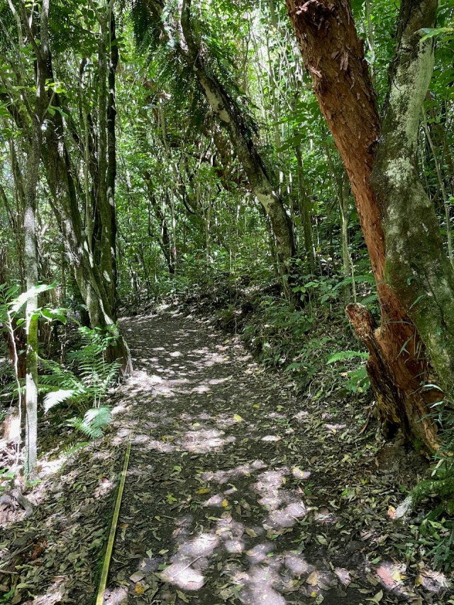 Path to the Nest Boxes | 3jmann