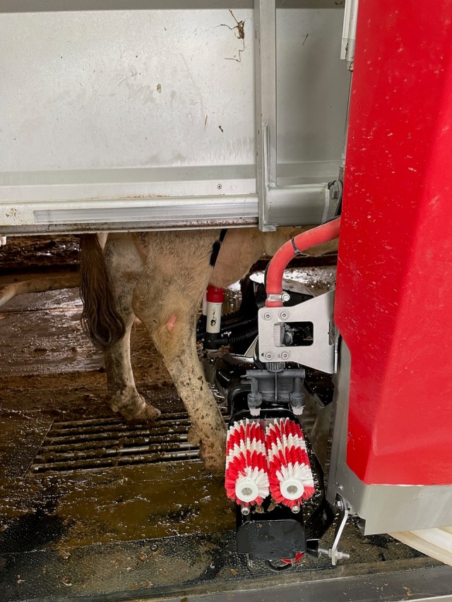 Cow Being Milked | 3jmann
